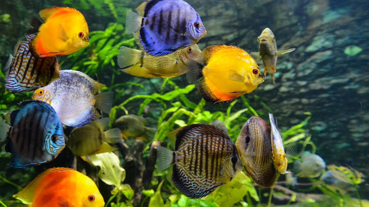 ¡Vámonos De Pesca Con Fish Shell!